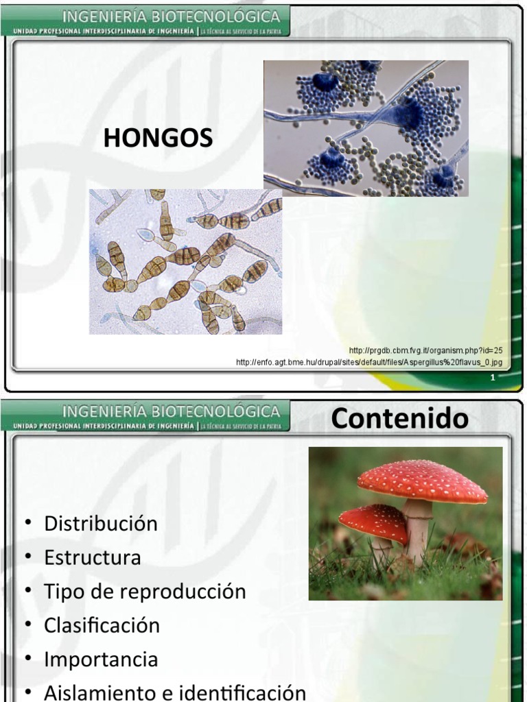 PRESENTACION 8 - Mohos y Levaduras | PDF | Espora | Hongo