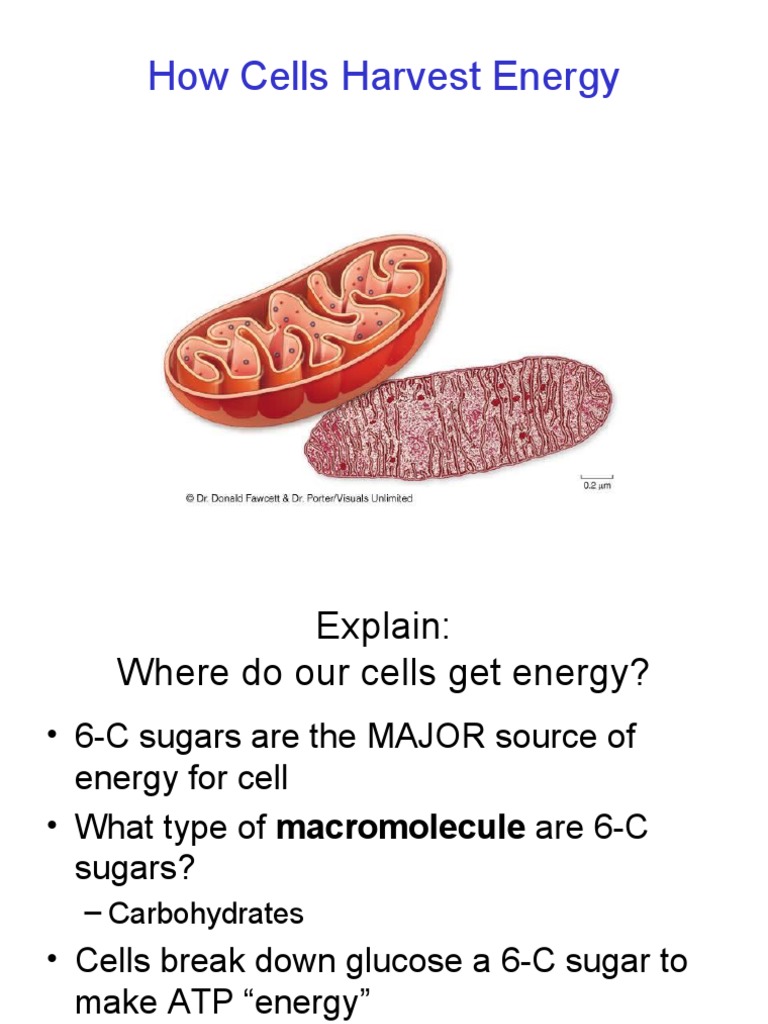 How Cells Harvest Energy | PDF | Cellular Respiration | Citric Acid Cycle