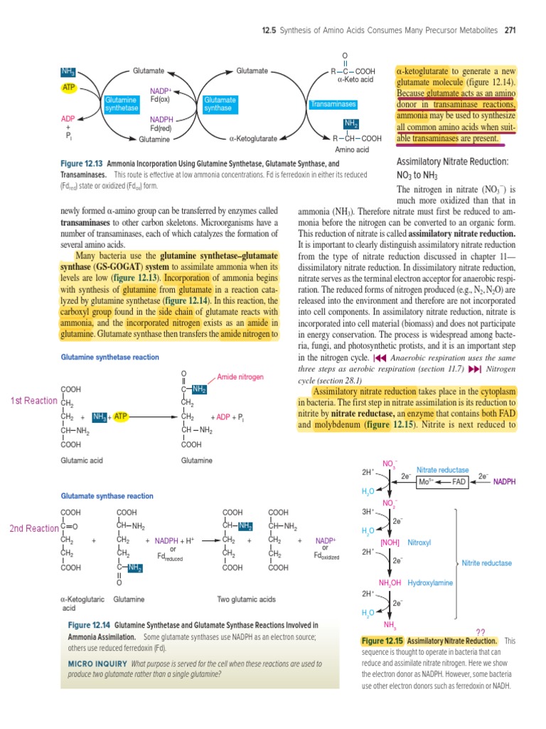 Assimilatory Nitrate Reduction: NO To NH: 1st Reaction | PDF ...
