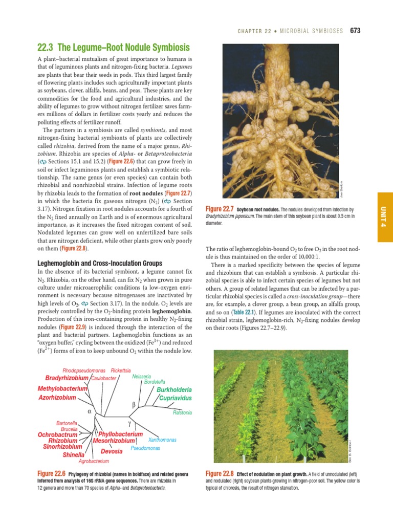 22.3 The Legume-Root Nodule Symbiosis: Zobium. Rhizobia Are Species of ...