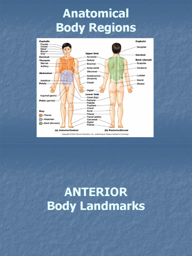 Anatomical Body Regions and Landmarks | PDF | Social Science