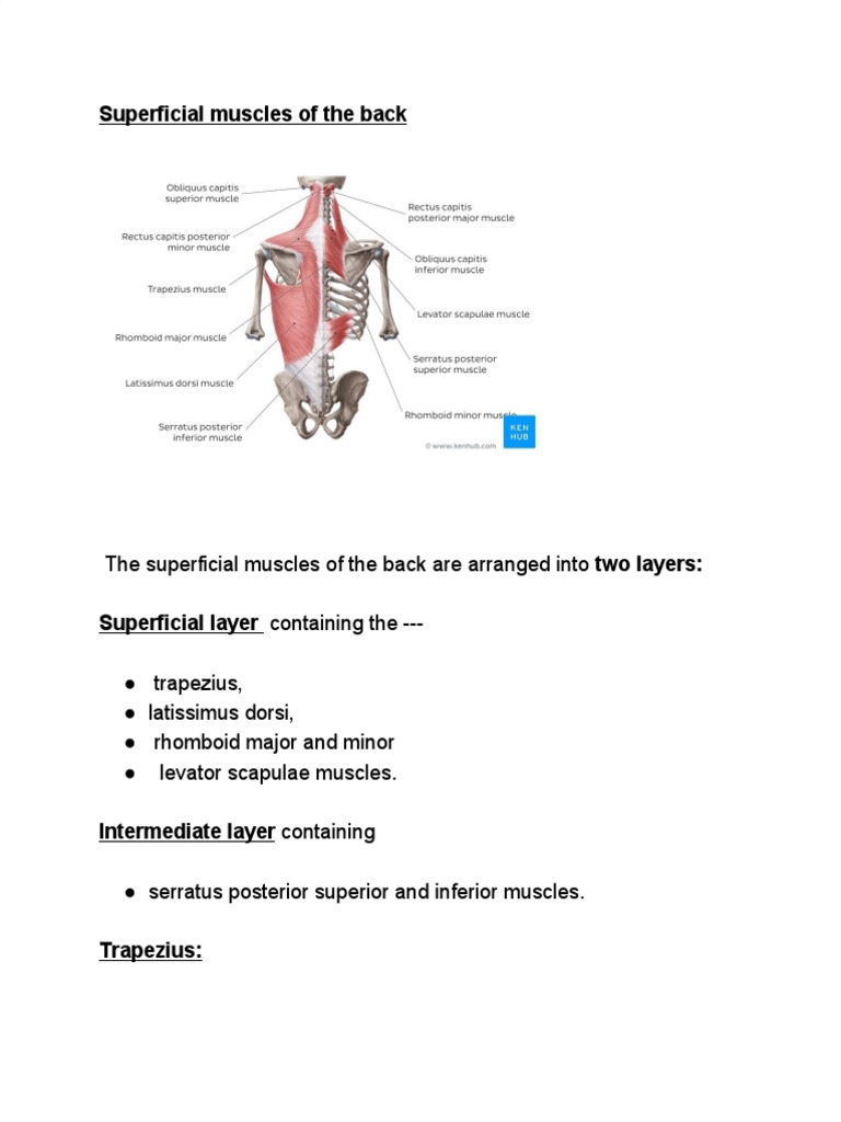 Superficial Muscles of The Back | PDF | Vertebra | Anatomical Terms Of ...