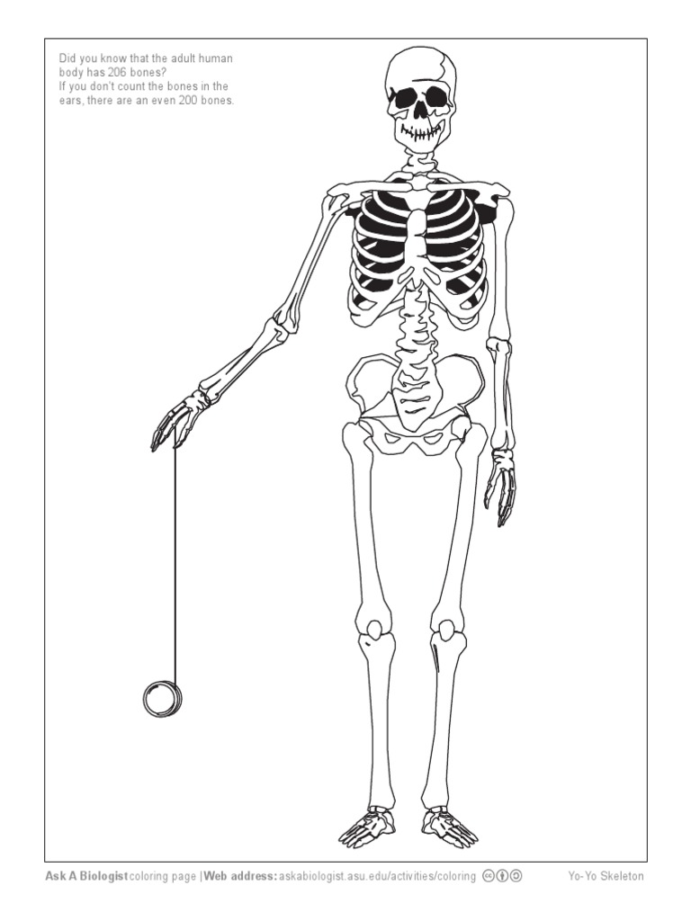 Aab Human Skeleton Coloring Page | PDF