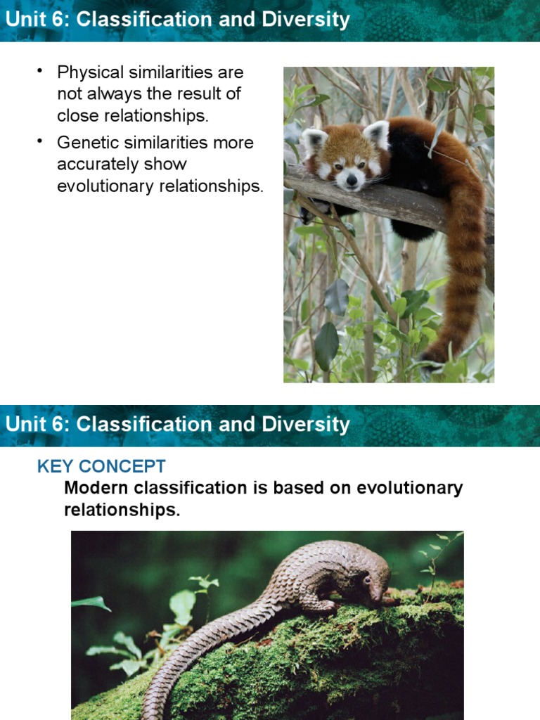 Physical Similarities Are Not Always The Result of Close Relationships ...