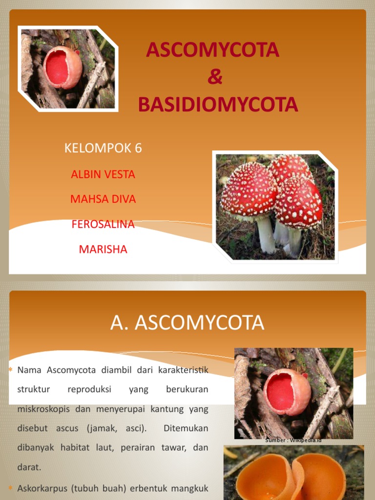 Ascomycota Dan Basidiomycota Kel 6 | PDF | Ilmu Sosial | Griya & Taman