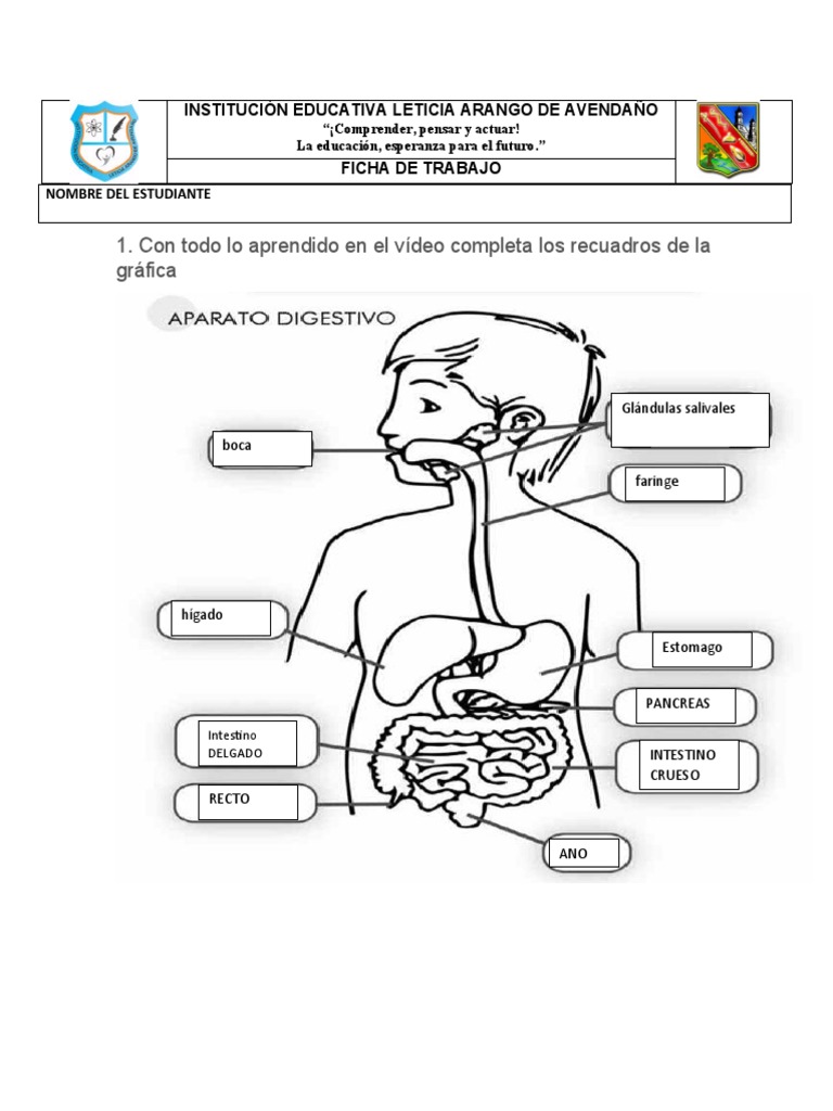 Actividad Ciencias Naturales APARATO DIGESTIVO | PDF