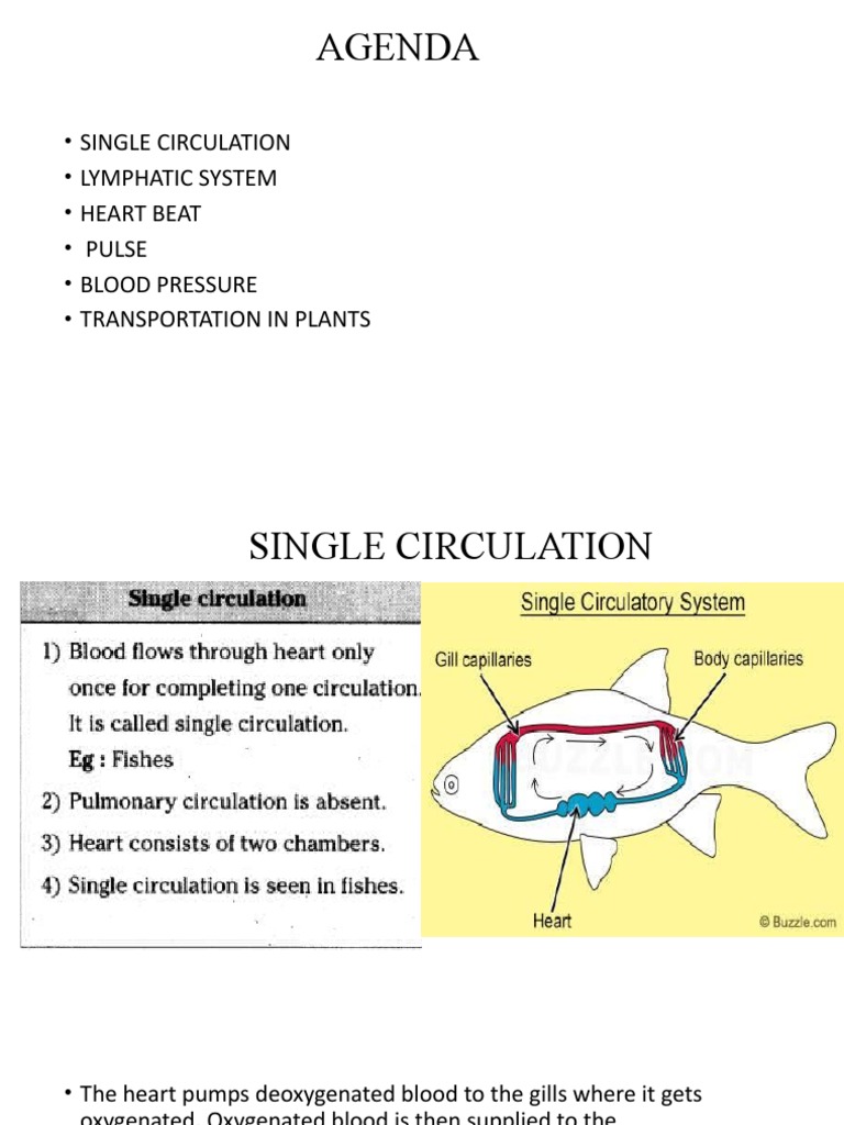 Human Circulatory System PPT3 | PDF | Lymph | Circulatory System