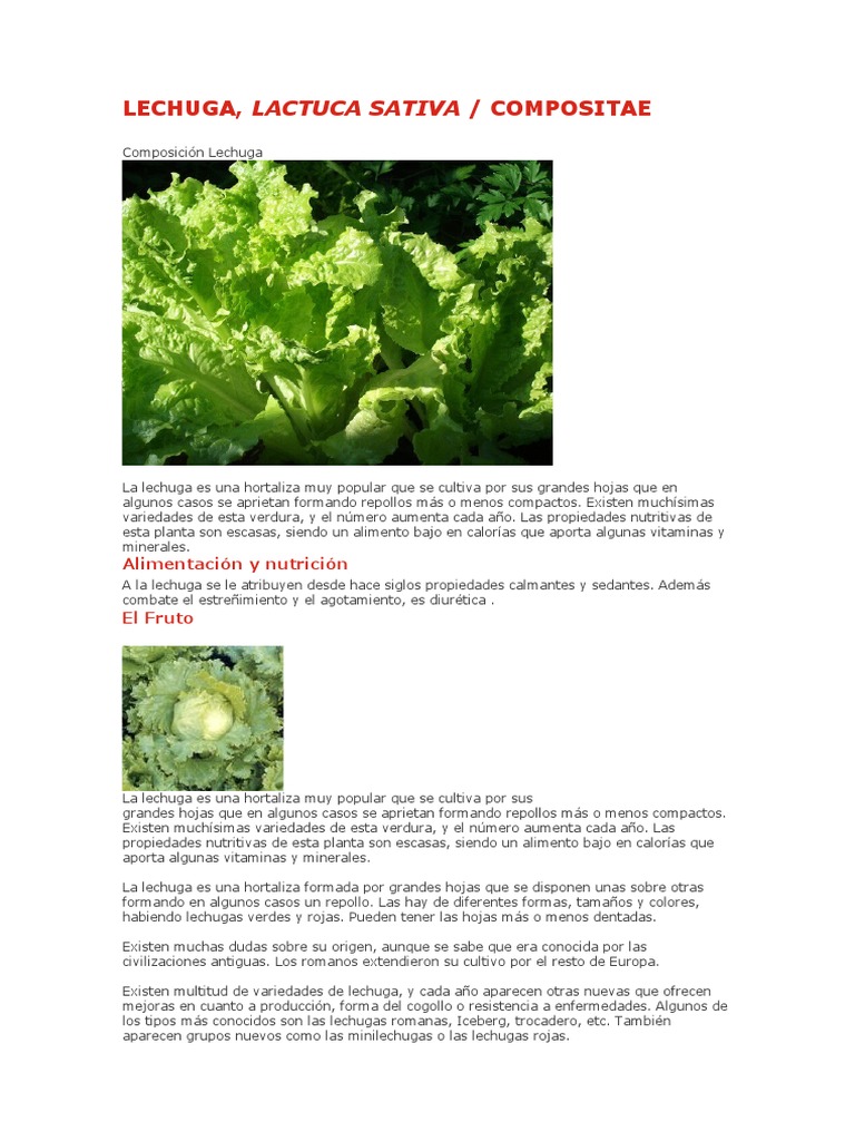LECHUGA | PDF | Lechuga | Vegetales
