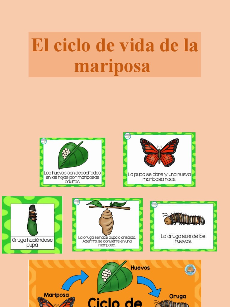 El Ciclo de Vida de La Mariposa | PDF | Ciencia y matemáticas