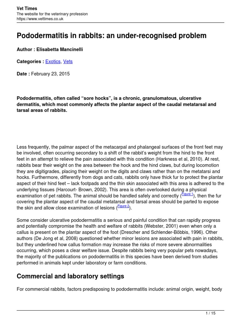 Pododermatitis in Rabbits An Under Recognised Problem | PDF | Pet | Rabbit
