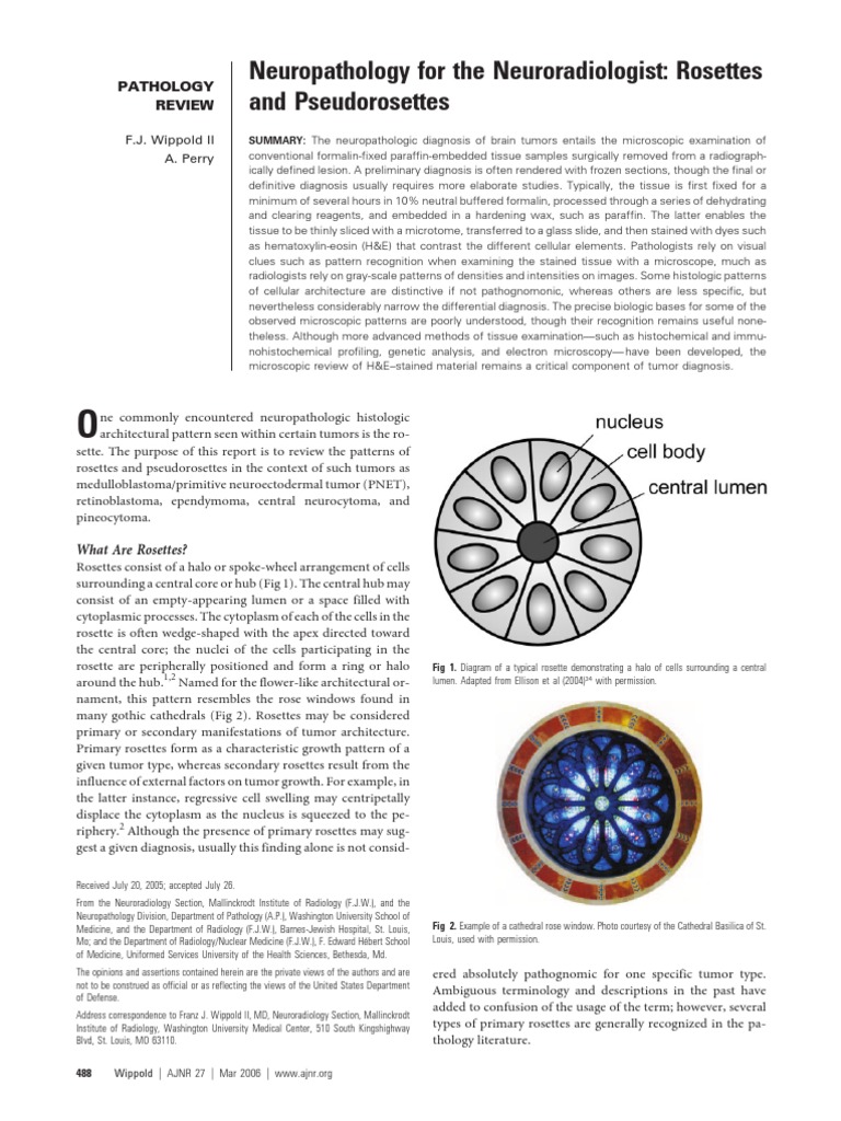 CNS Rosettes | PDF | Biology | Anatomy