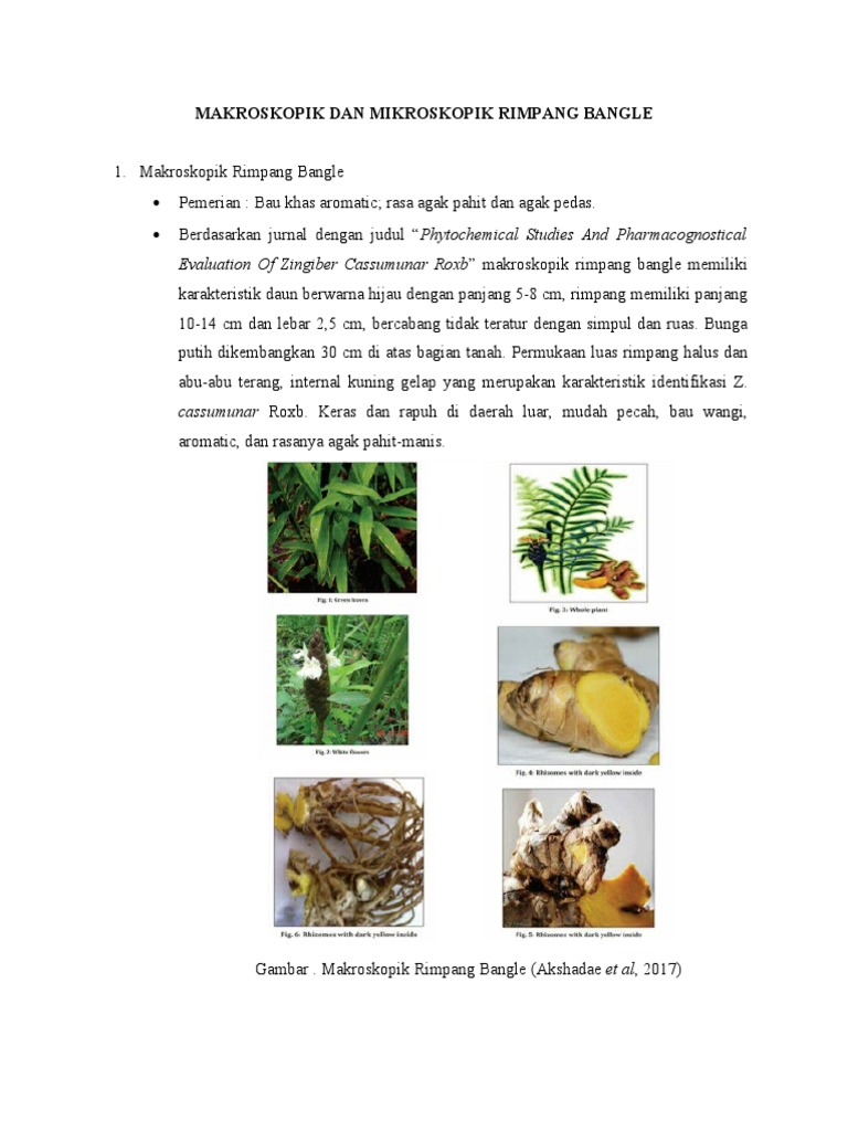 Makroskopik Dan Mikroskopik Rimpang Bangle | PDF