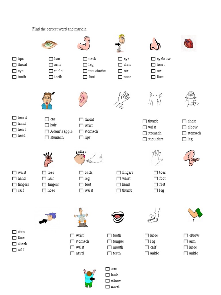 Body Parts Identification Guide | PDF