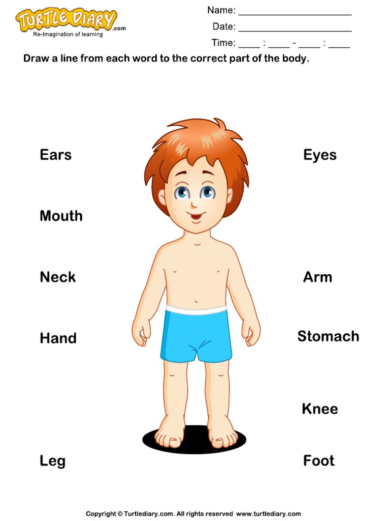 Body Parts For Kids PDF | PDF
