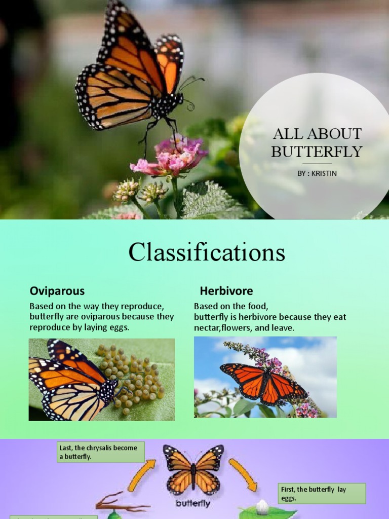 Butterfly Life Cycle and Habits | PDF | Science & Mathematics | Young Adult