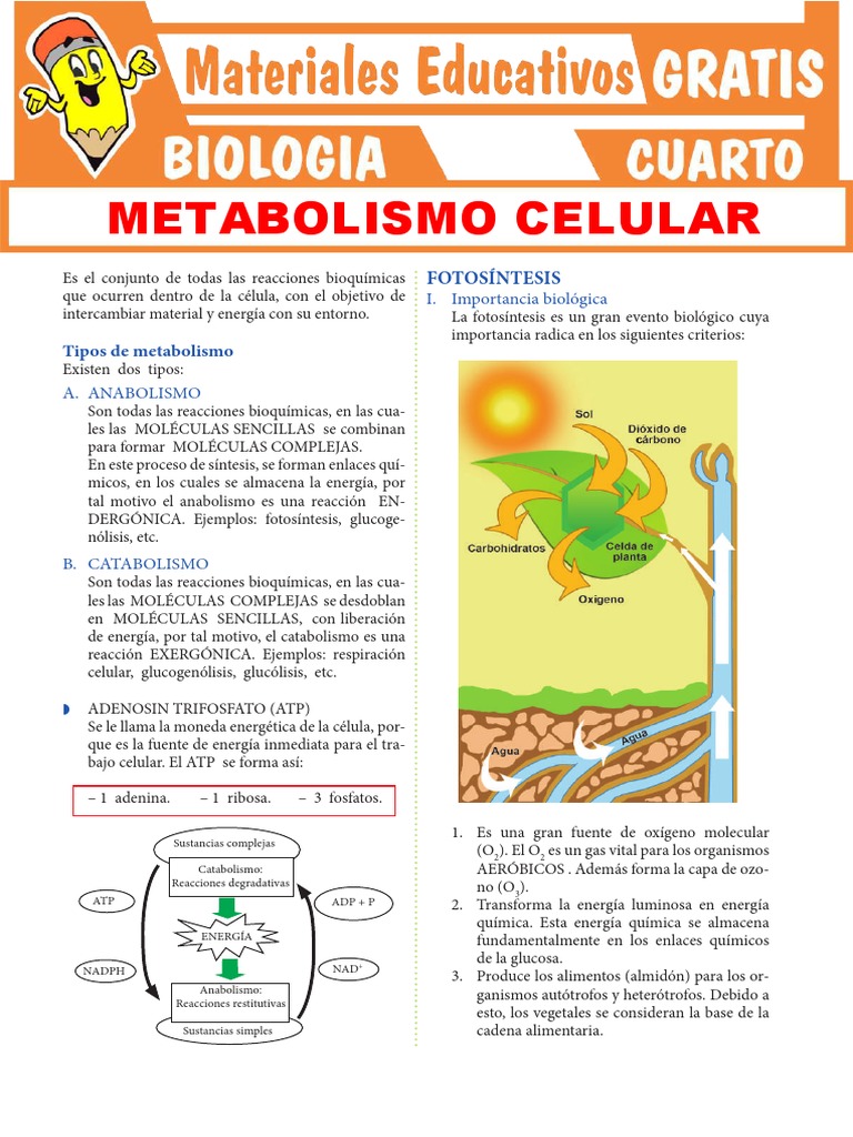 Tipos de Metabolismo para Caurto Grado de Secundaria | PDF ...