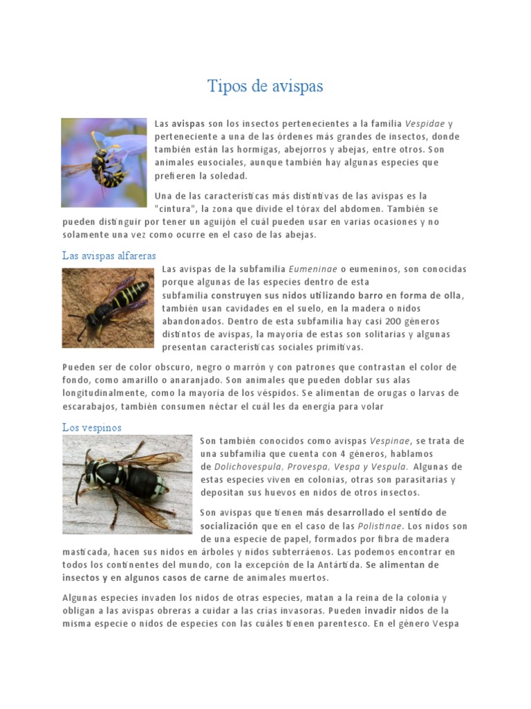 Tipos de Avispas | PDF | Avispa | Vespidae