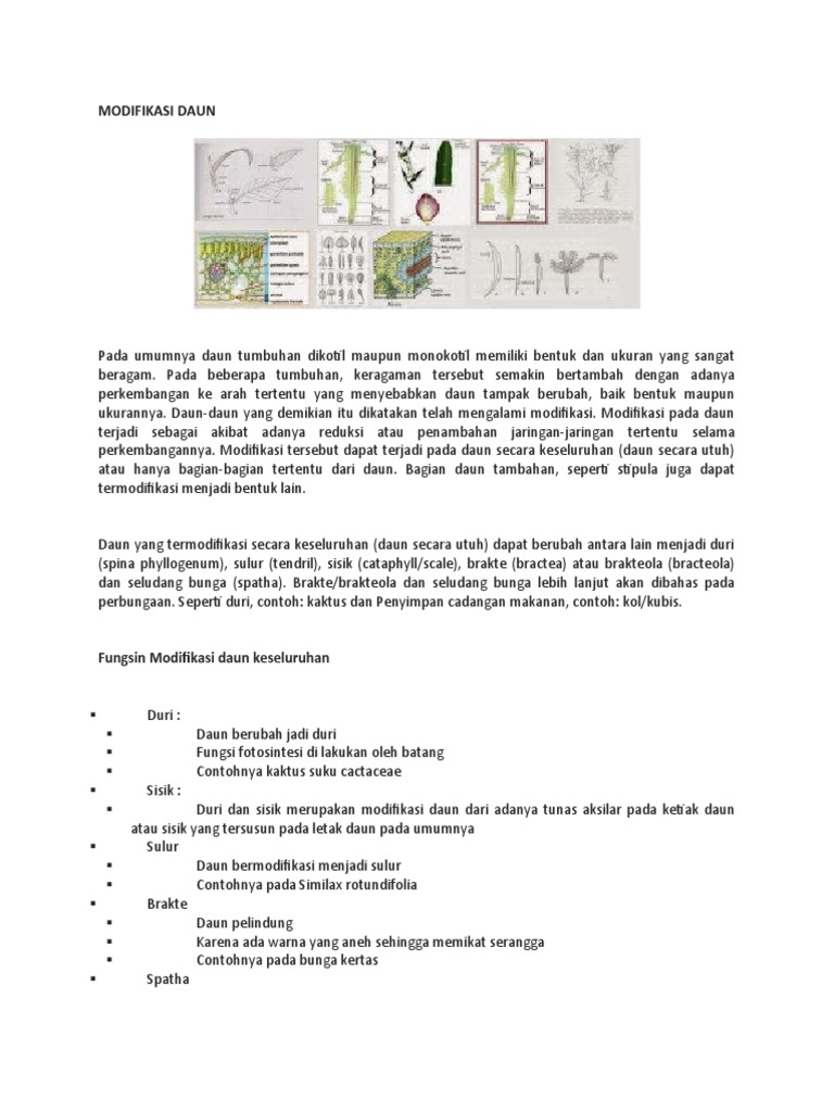 MODIFIKASI DAUN Dan Batang Pada Tumbuhan | PDF