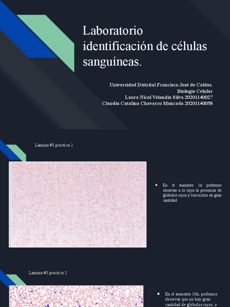 Laboratorio Identificación de Células Sanguíneas | PDF | Leucocito | Infección