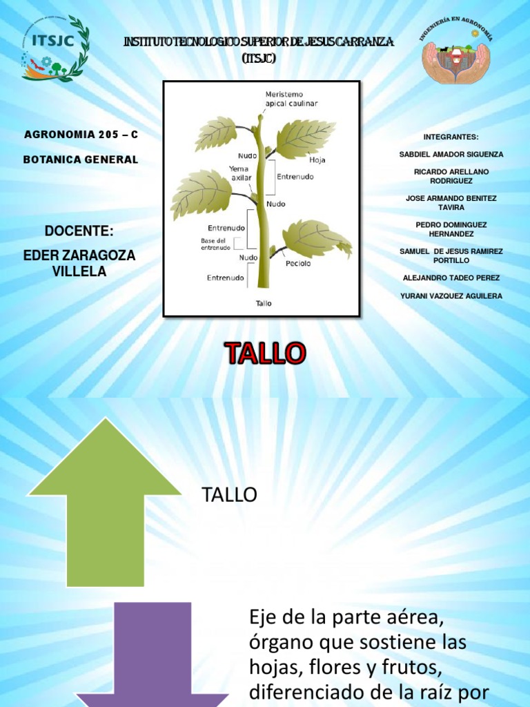 Estructura y funciones del tallo | PDF | Tallo de la planta | Hoja