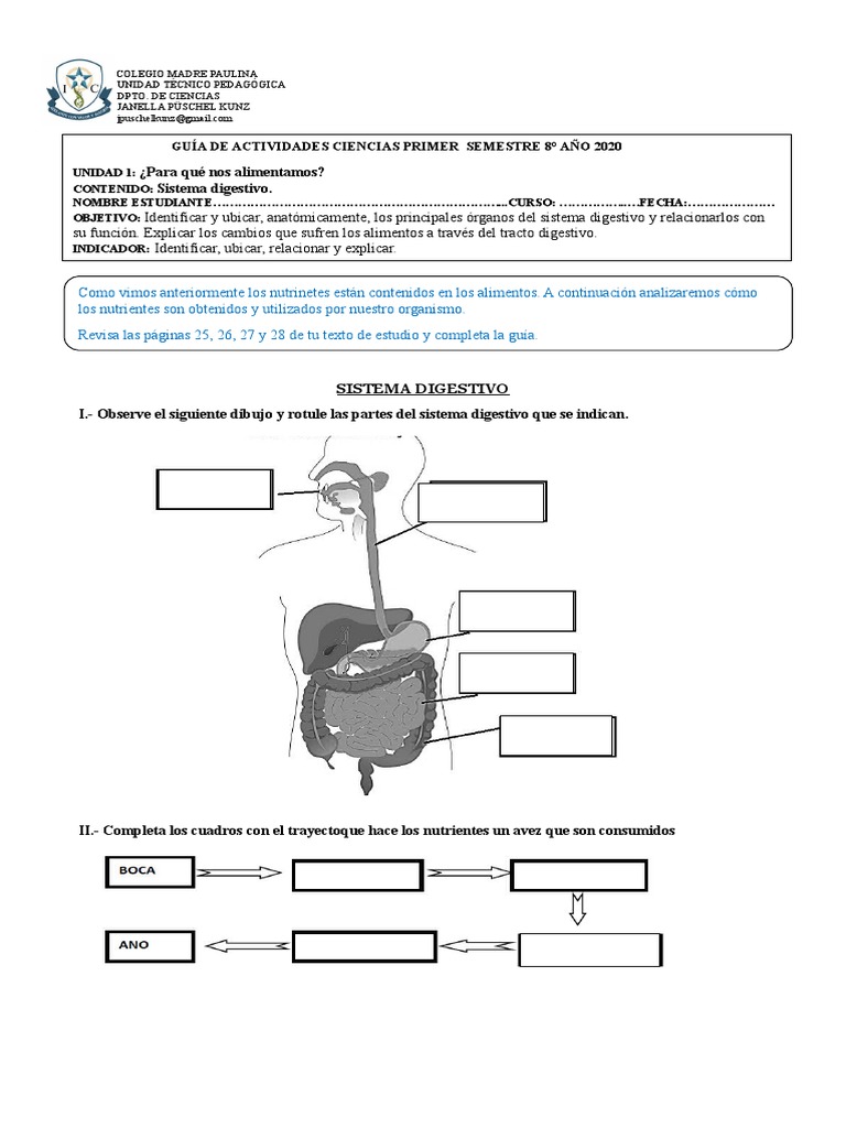 Guía Sistema Digestivo 2020 | PDF | Digestión | Sistema digestivo humano