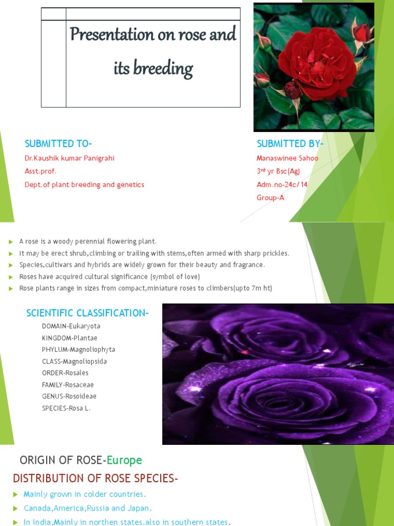 Presentation On Rose and Its Breeding: Submitted To-Submitted by | PDF ...