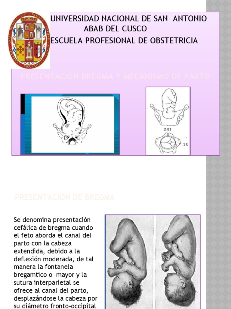 Bregma | PDF | Feto | Parto
