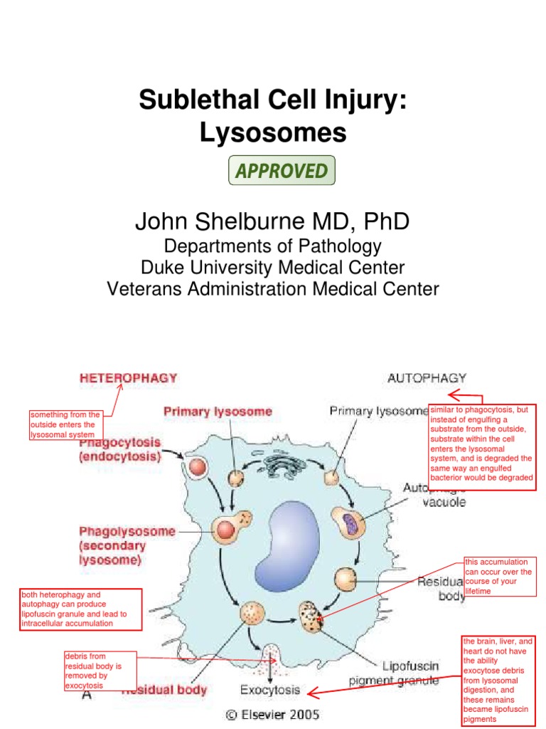 Sublethal Cell Injury: Lysosomes: John Shelburne MD, PHD | PDF ...