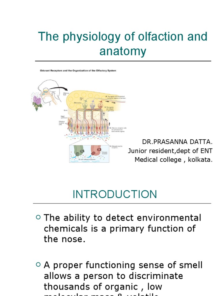 Anatomy & Physiology of Olfactory System. | PDF | Olfaction | Senses
