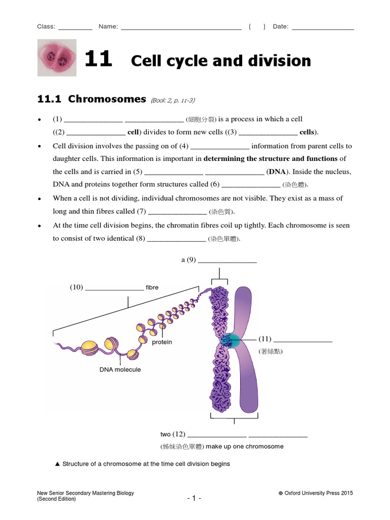 Cell Cycle and Division: 11.1 Chromosomes | PDF | Meiosis | Mitosis