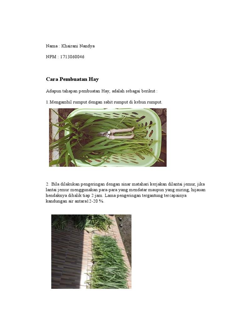 Pembuatan Hay | PDF