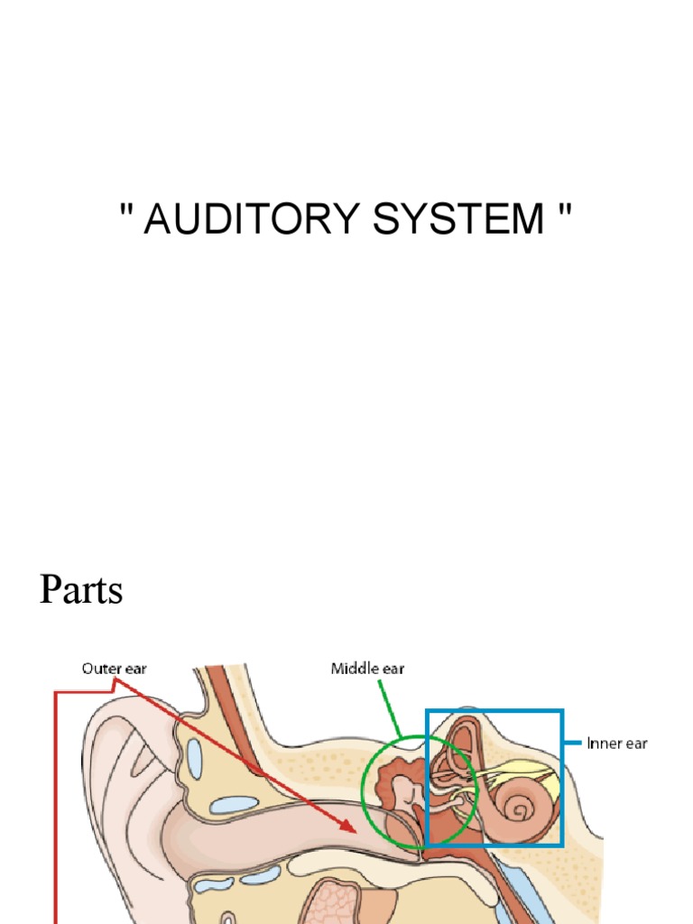 Auditory System | PDF | Ear | Eye