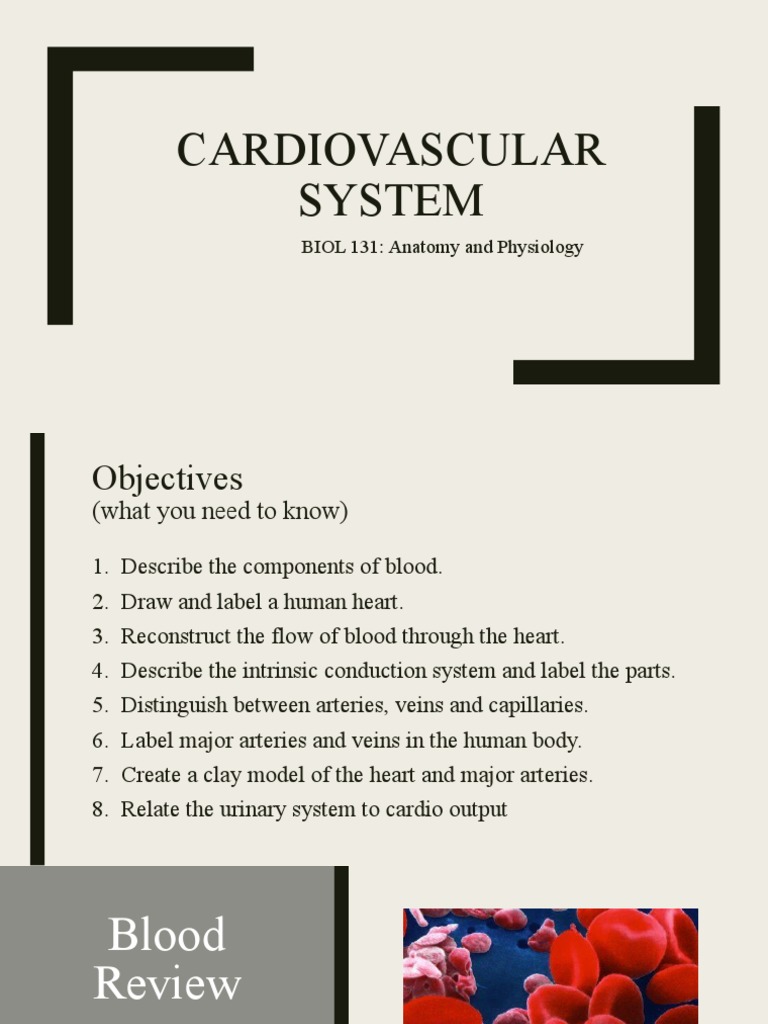 Anatomy and Physiology of the Cardiovascular and Urinary Systems | PDF ...