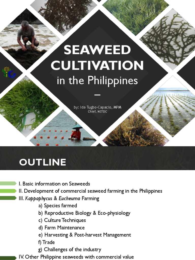 Seaweed Cultivation: in The Philippines | PDF | Seaweed | Algae