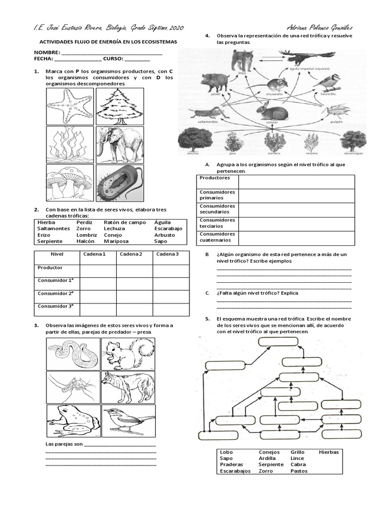 Actividades Flujo de Energía Ecosistemas | PDF | Red alimentaria ...