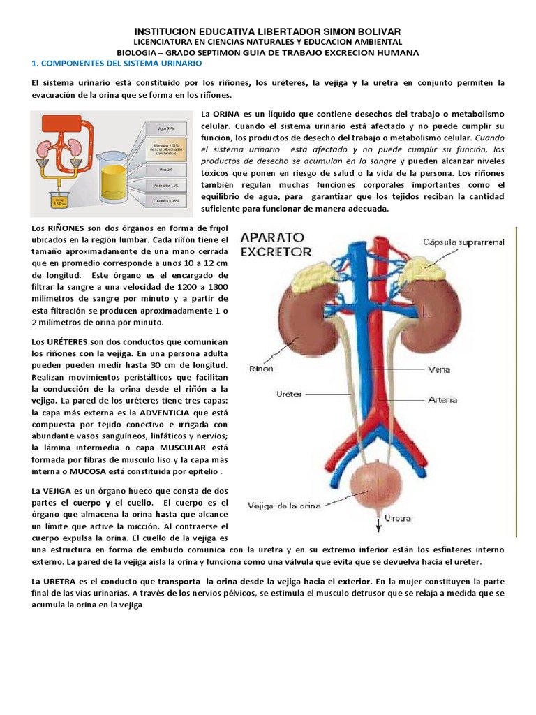 Excretor FOLIO PDF | PDF | Sistema urinario | Vejiga urinaria