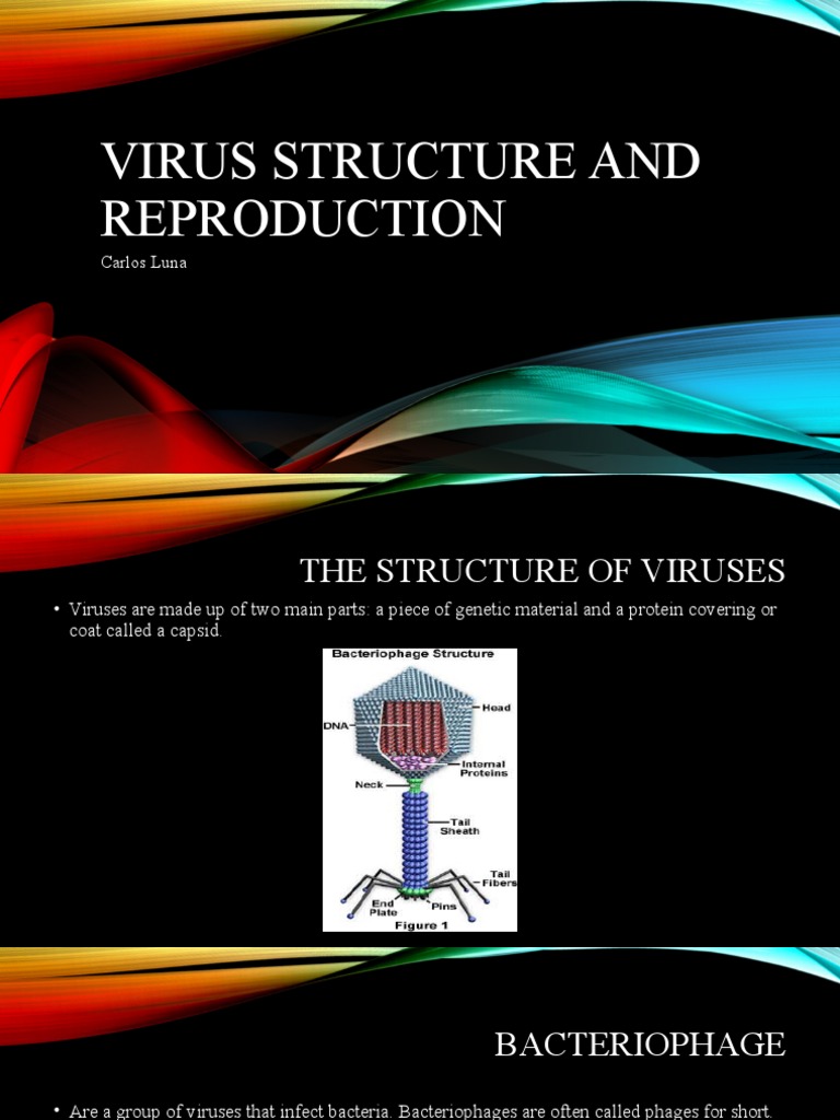 Virus Structure and Reproduction | PDF