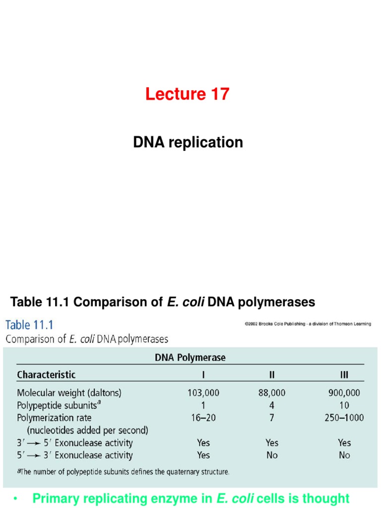 Dna Polymerase 1 Vs 3