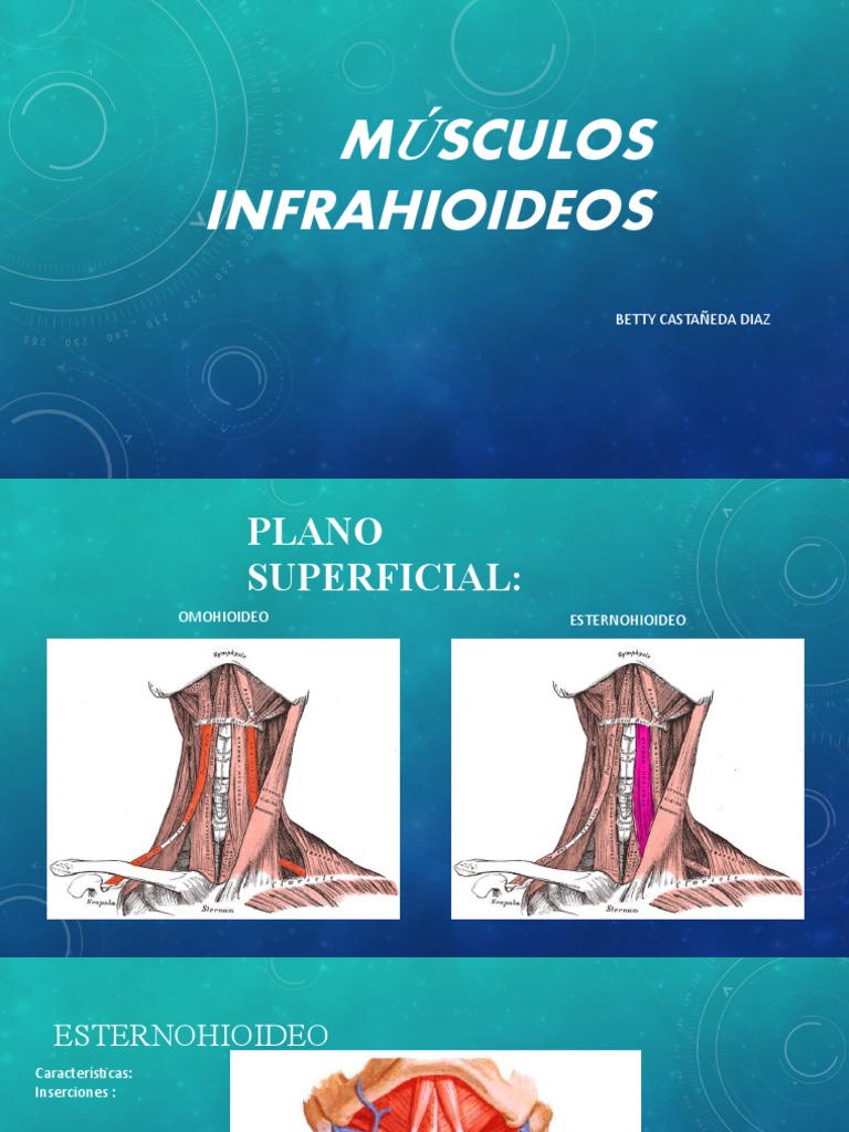 Músculos Infrahioideos | PDF