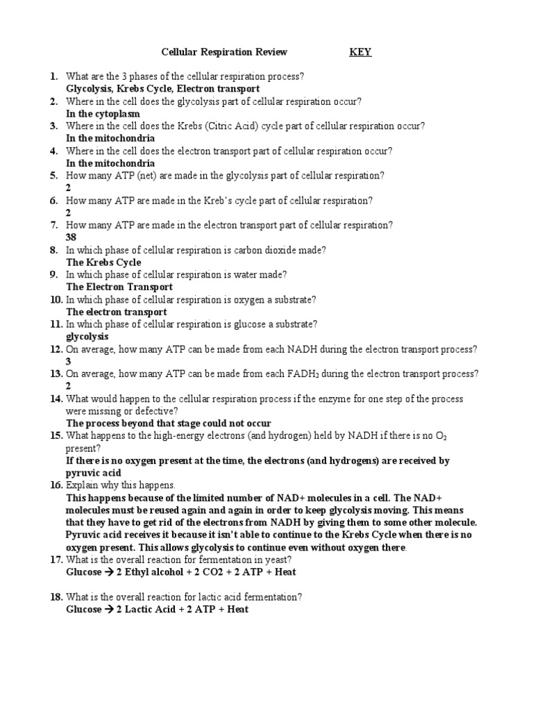 Cellular Respiration Worksheet Answer Key