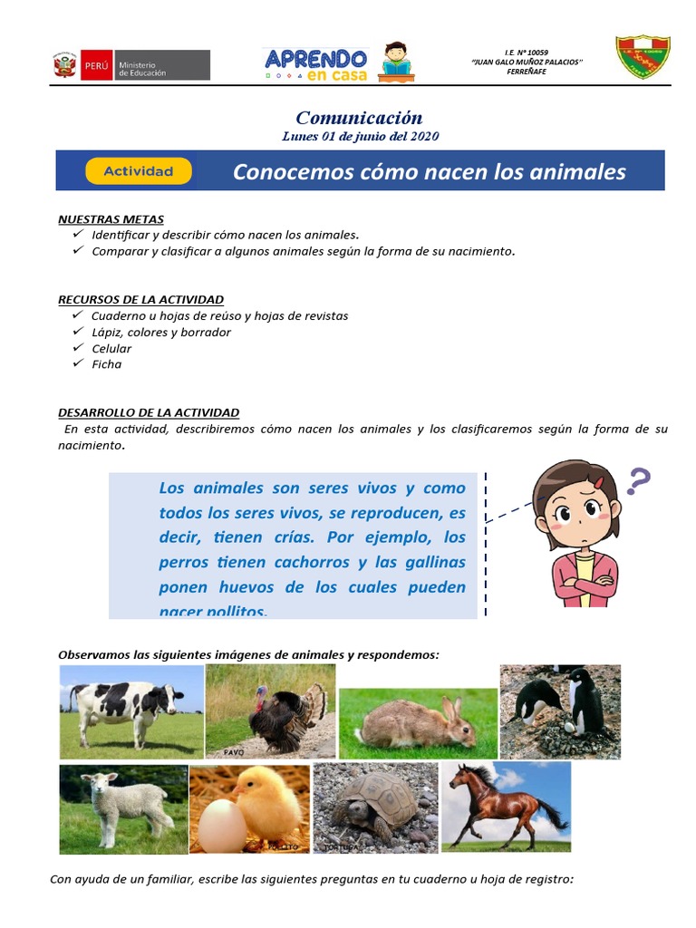 Conocemos Cómo Nacen Los Animales | PDF | Huevo | Pollo