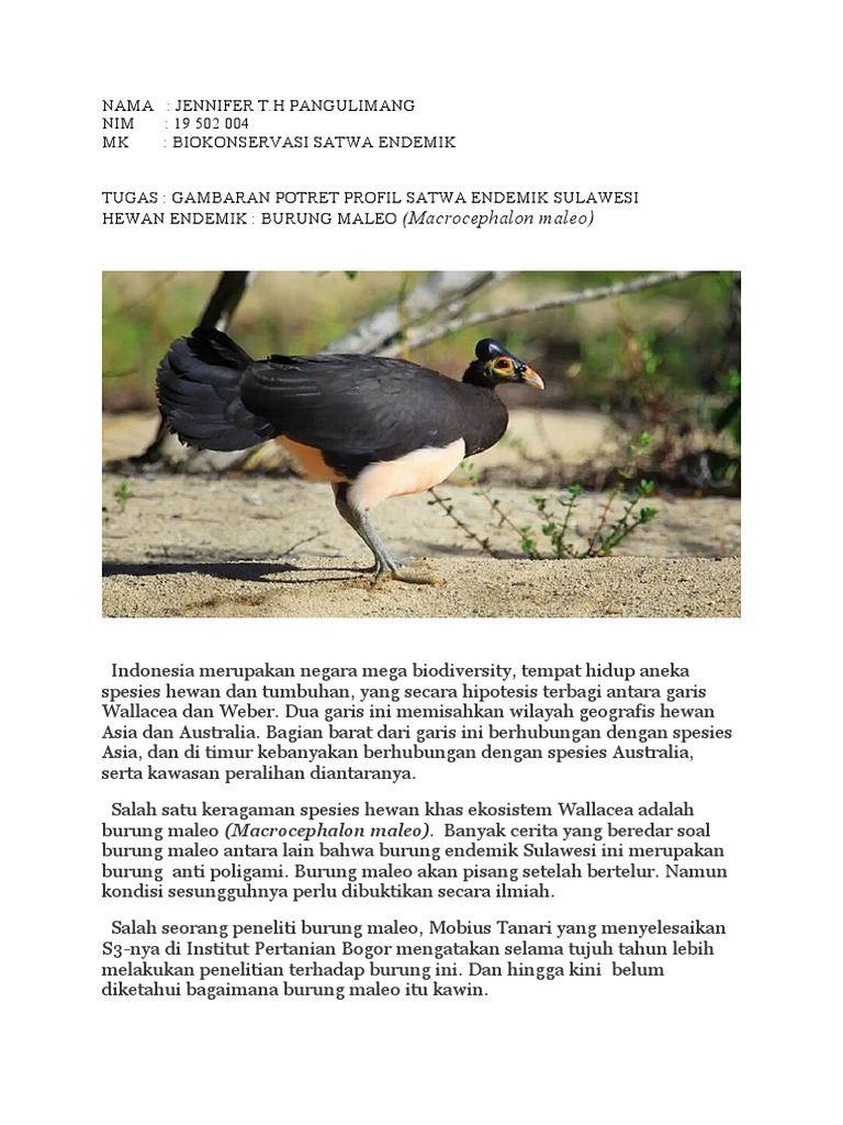 Konservasi Burung Maleo | PDF