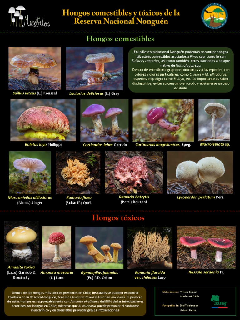 Hongos de Chile 2 | PDF | Hongo | Organismos