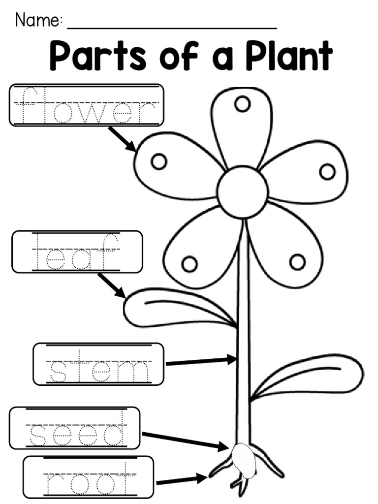All About Plants Freebie Partsofa Plant Plant Life Cycle What Plants ...