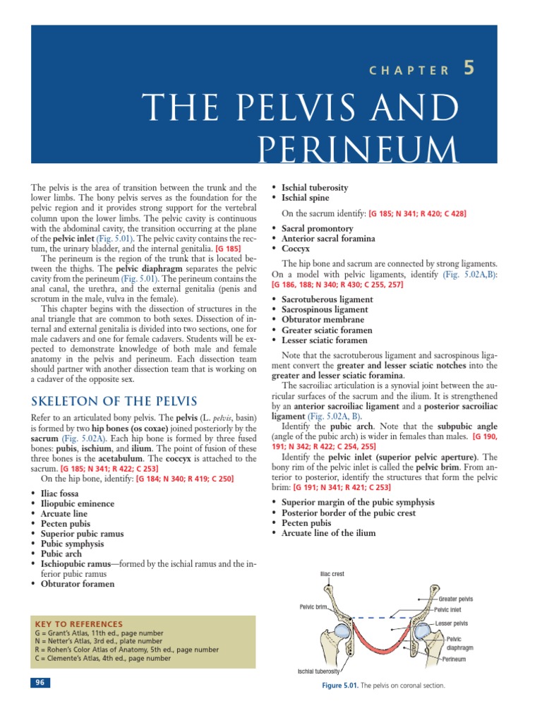 The Structures of the Pelvis: An Overview of the Bones, Ligaments, and ...