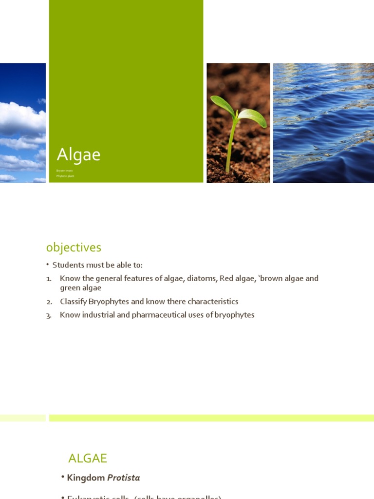 Algae Proper Notes | PDF | Algae | Plants