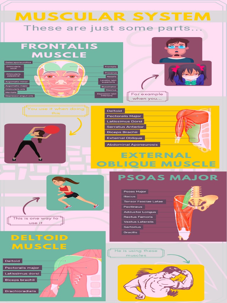 Muscles Infographic | PDF