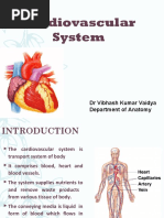 Anatomy of The Aorta | PDF | Aorta | Angiology