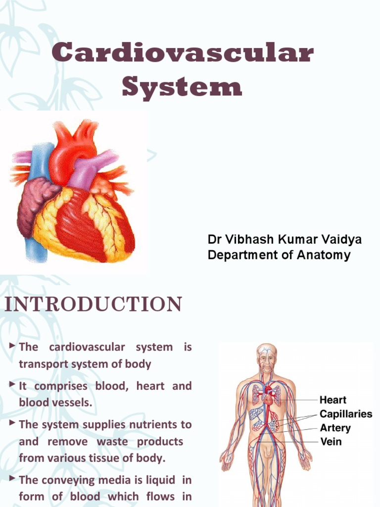 Introduction To The Cvs | PDF | Circulatory System | Artery