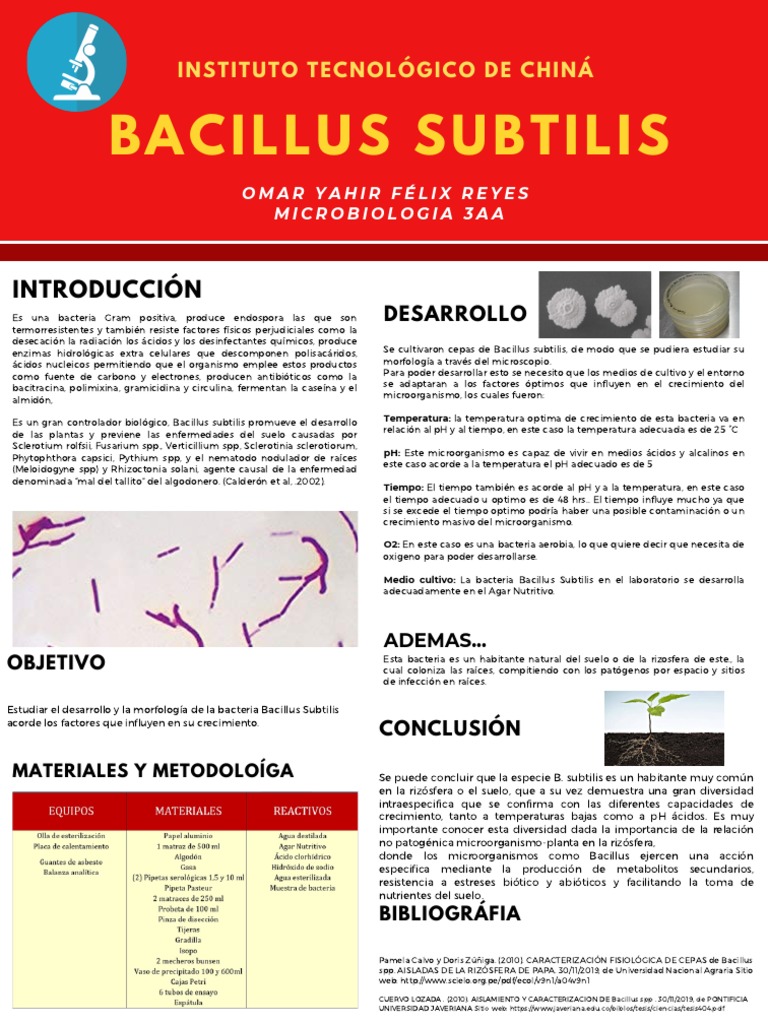 Morfología y cultivo de Bacillus subtilis | PDF | Bacilo | Las bacterias